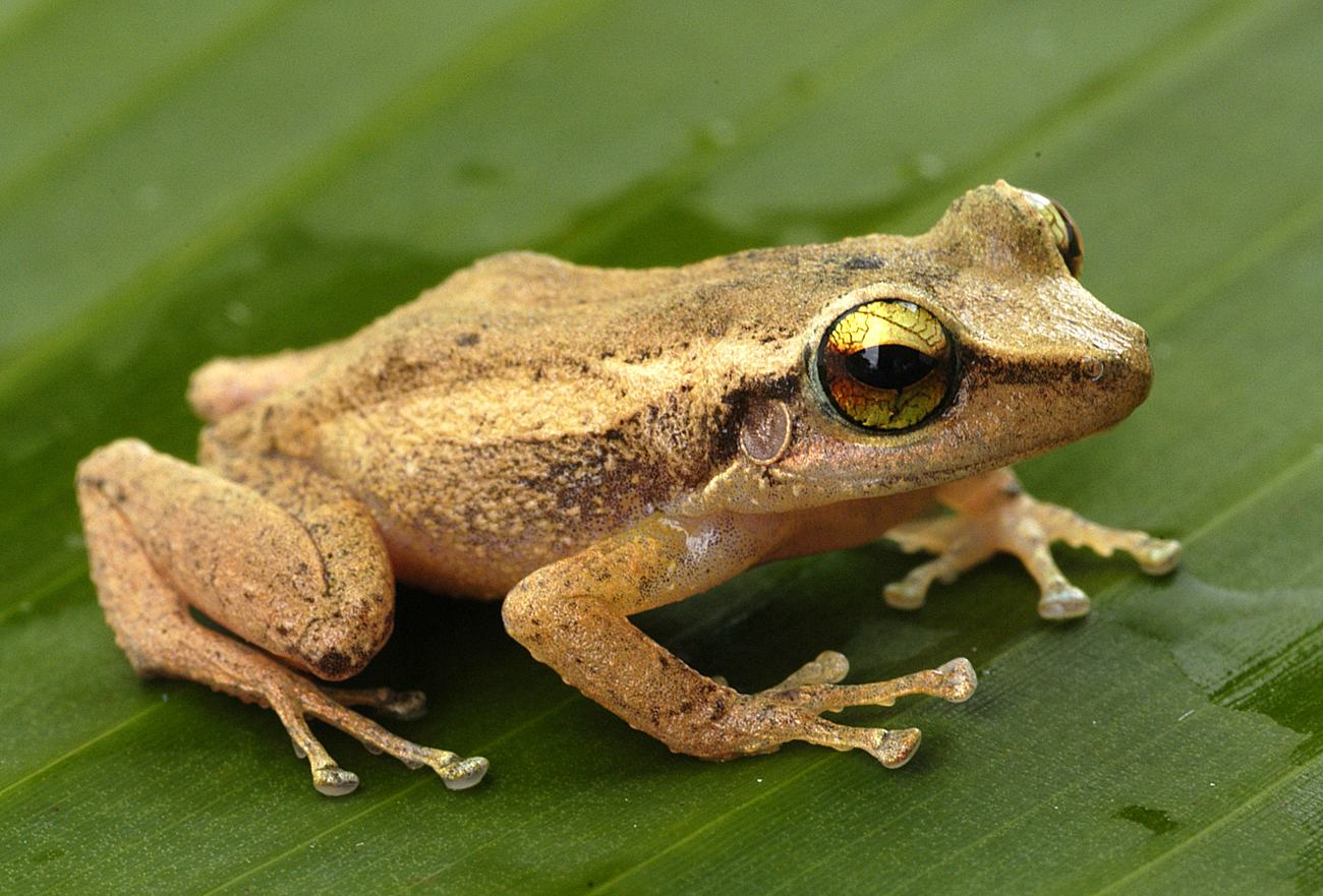 The Coqui Of Puerto Rico Why This Tiny Frog Is Basically A National