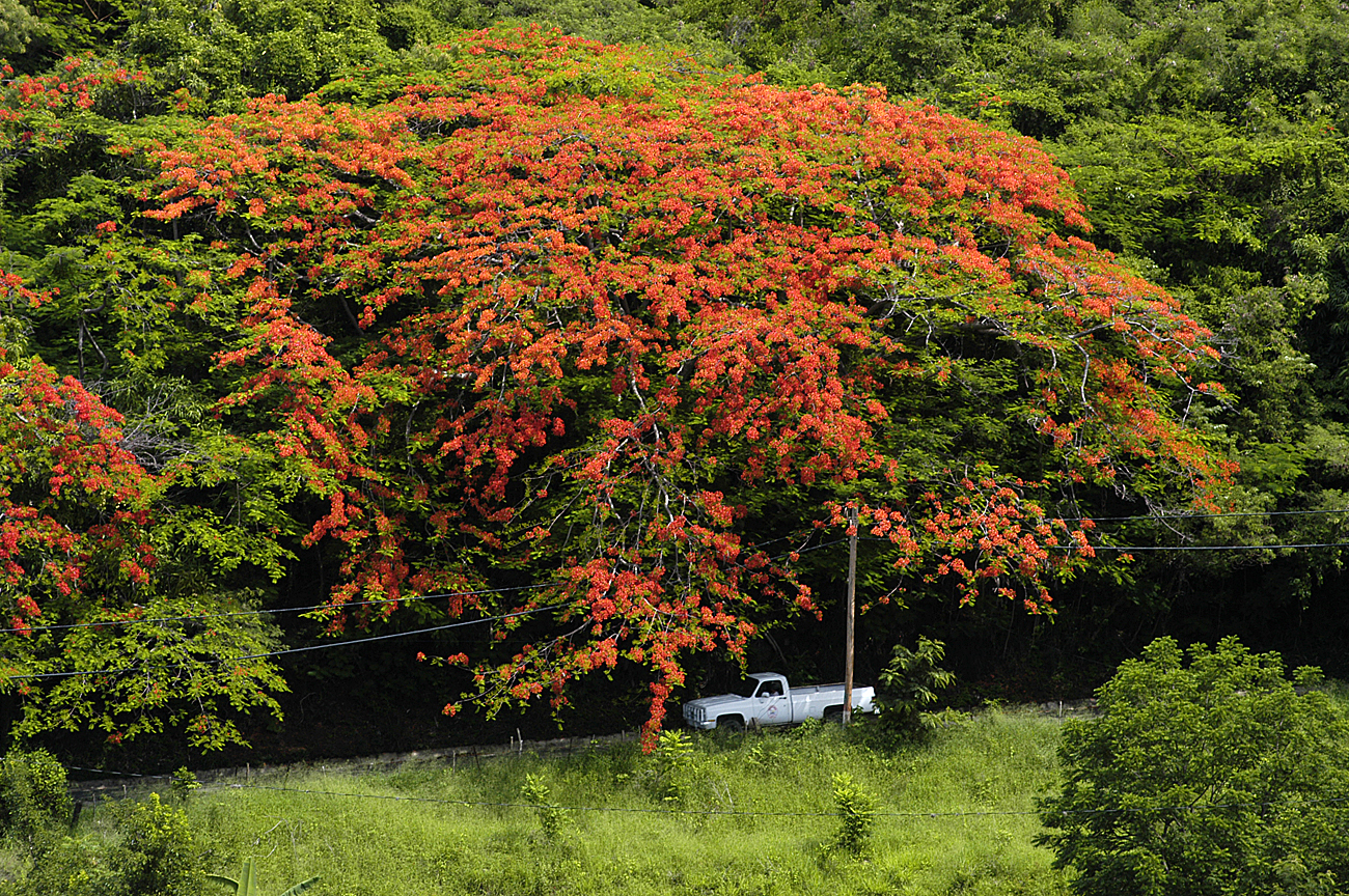 El Árbol de Flamboyán in Puerto Rico Discover the Beauty and Culture of ...