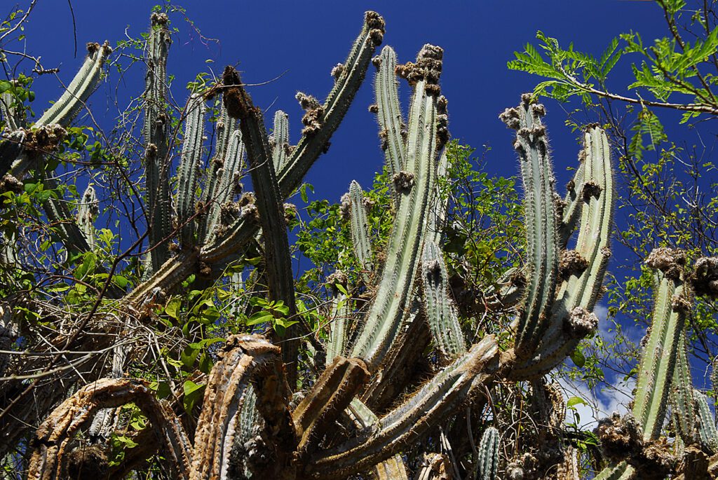 GUÁNICA – Discover the Beauty and Culture of Puerto Rico Town of Guánica